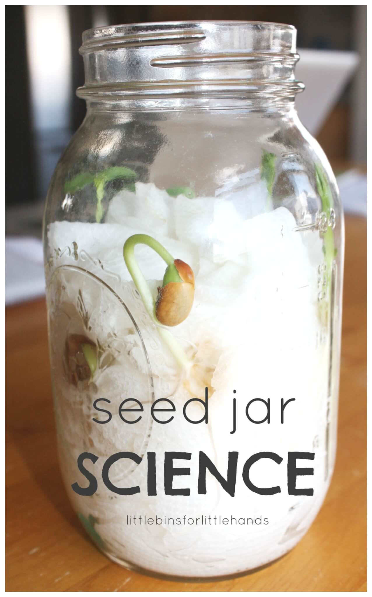 Seed Jar Spring Science Experiment Plant Growing Seed Jar Spring Science Experiment Plant Growing