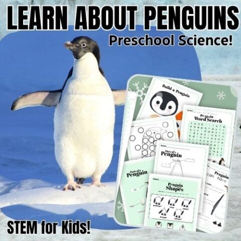 Thanksgiving Preschool STEM Activity - Little Bins for Little Hands
