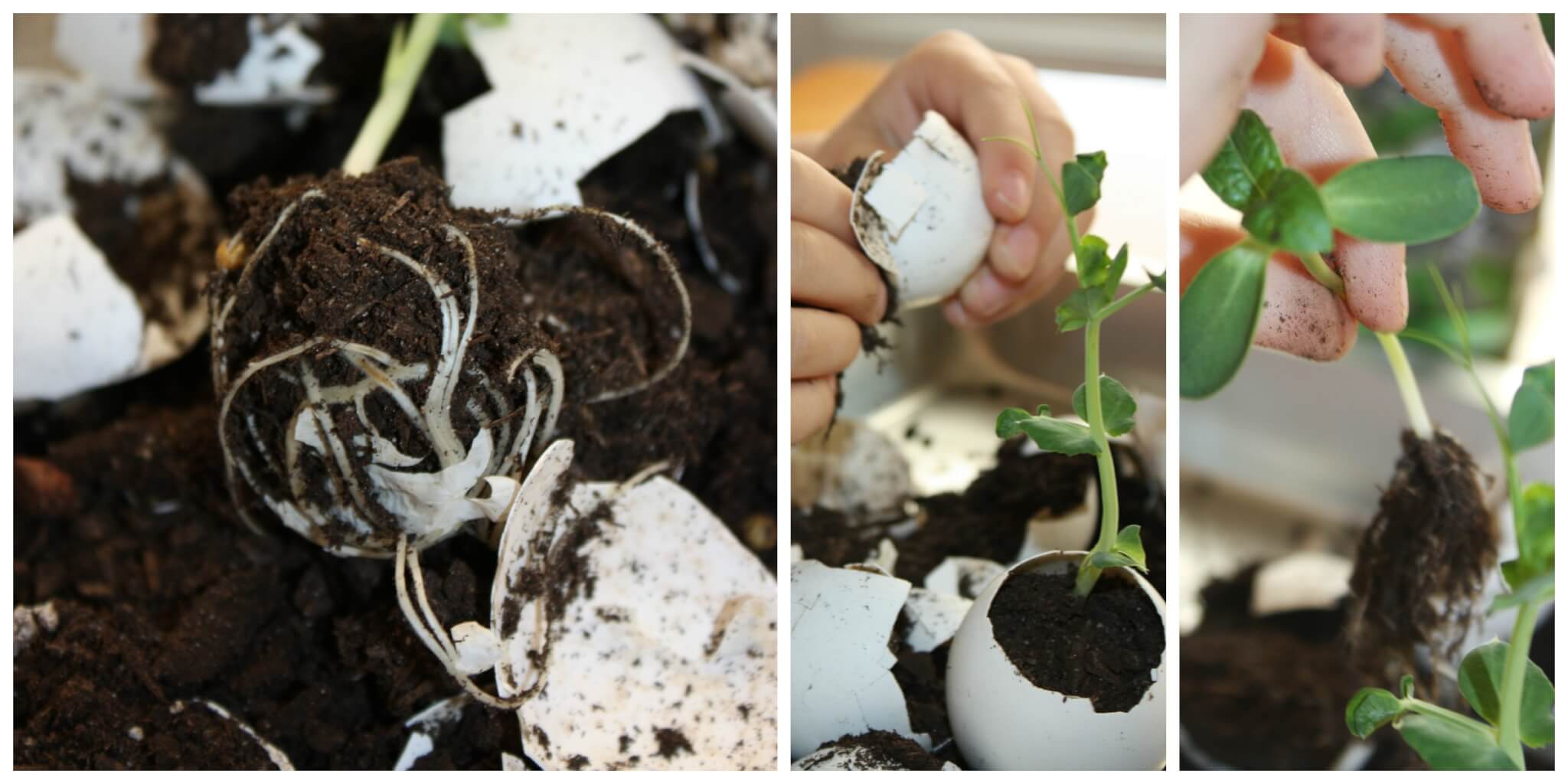 Planting Seeds In Eggshells - Little Bins for Little Hands