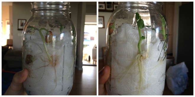 Seed Germination Experiment - Little Bins for Little Hands
