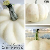 Crystal Pumpkins Experiment - Little Bins for Little Hands