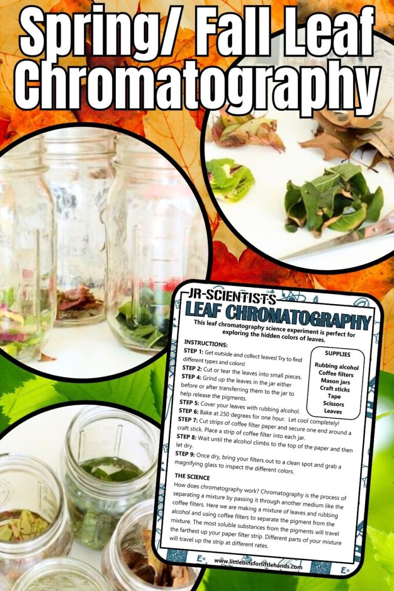 Leaf Chromatography Experiment - Little Bins for Little Hands