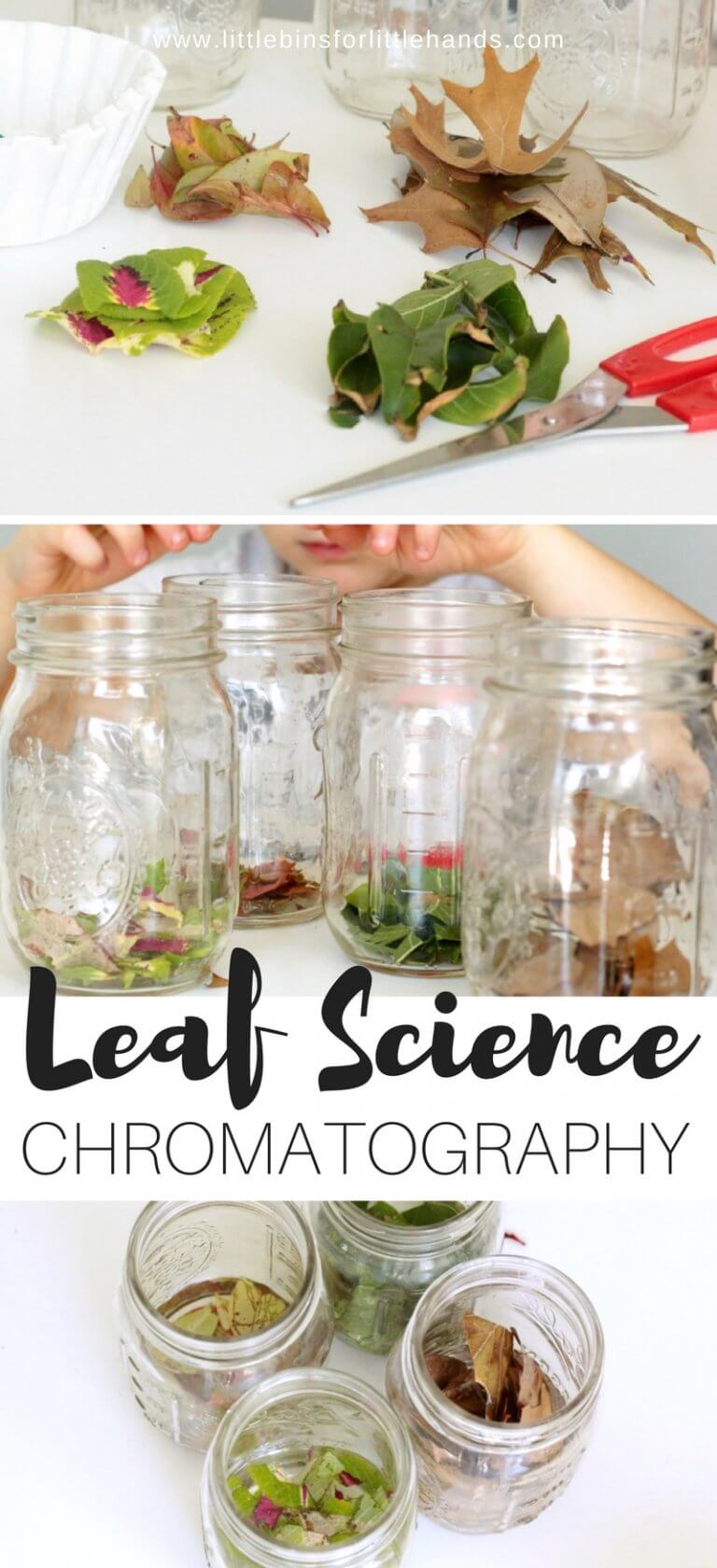 Leaf Chromatography Experiment - Little Bins for Little Hands
