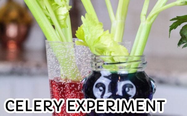 Celery Food Coloring Experiment - Little Bins for Little Hands
