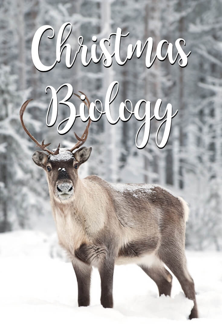 Fun Facts About Reindeer Little Bins For Little Hands