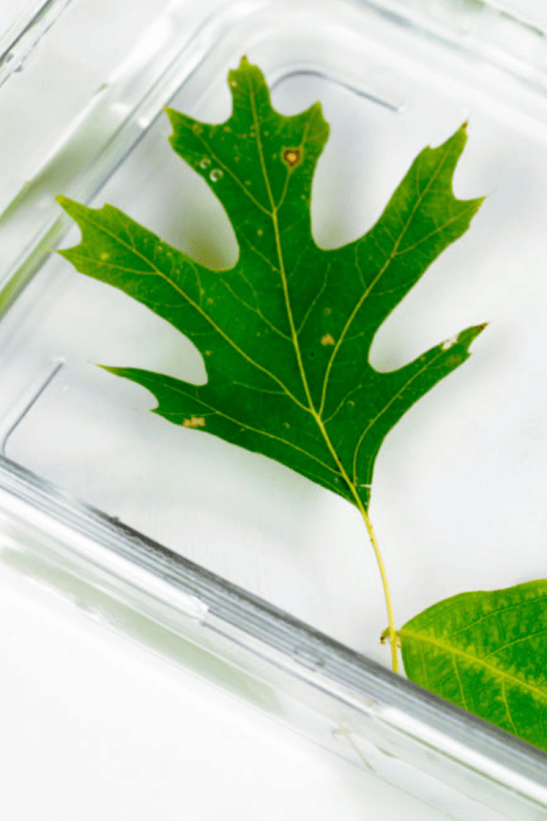 How Do Plants Breathe? Simple Photosynthesis for Kids