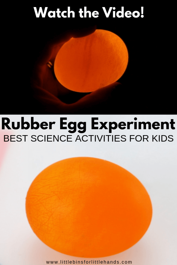 Egg in Vinegar Experiment (Aka Rubber Egg or Bouncy Egg)