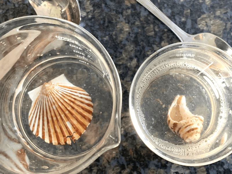 Seashells In Vinegar Ocean Experiment - Little Bins for Little Hands