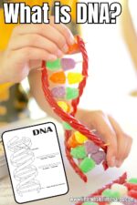 DNA Model Project With Candy - Little Bins for Little Hands