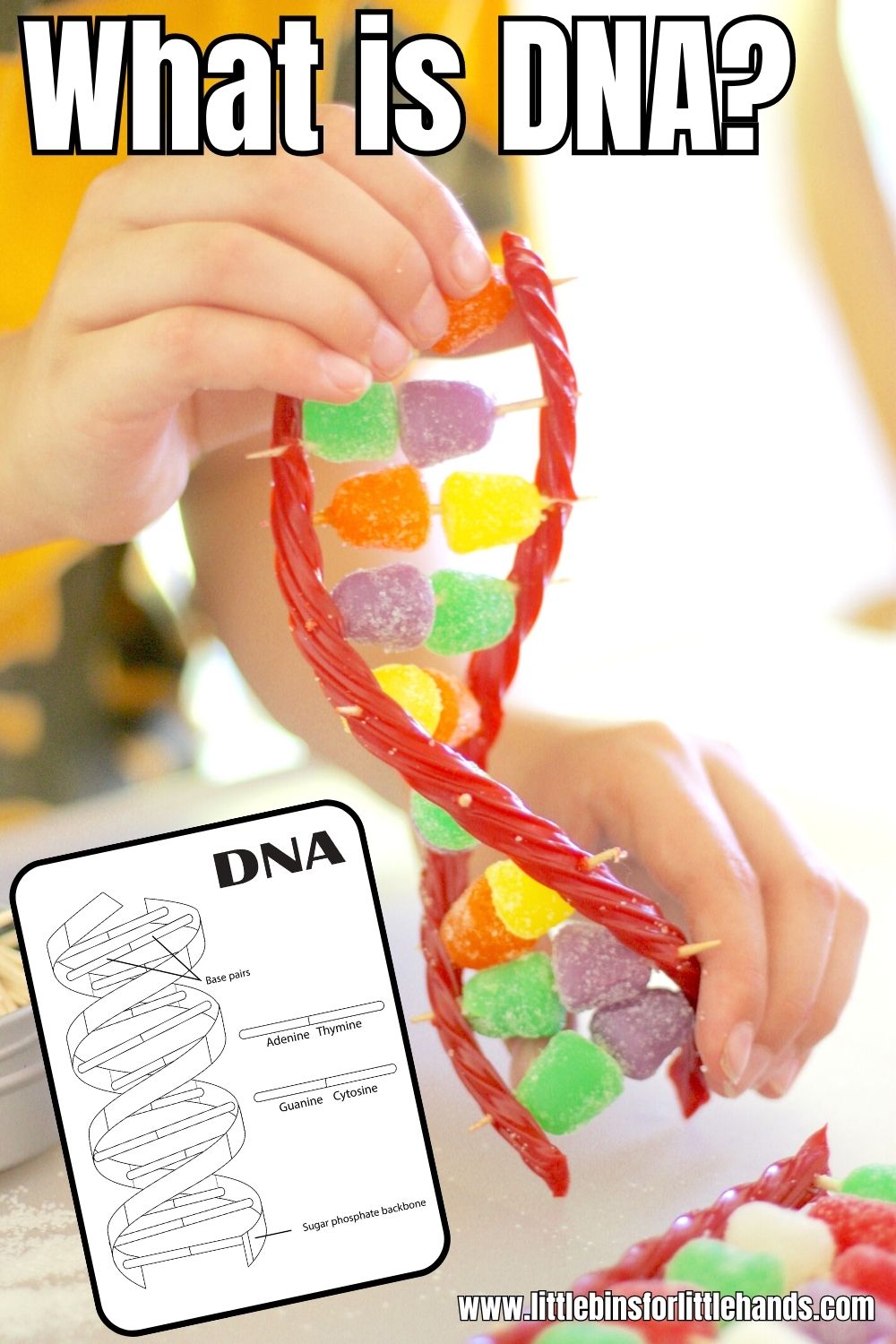 DNA Model Project With Candy - Little Bins for Little Hands