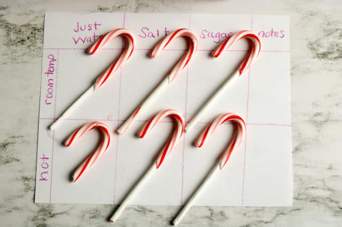 Dissolving Candy Cane Experiment - Little Bins for Little Hands