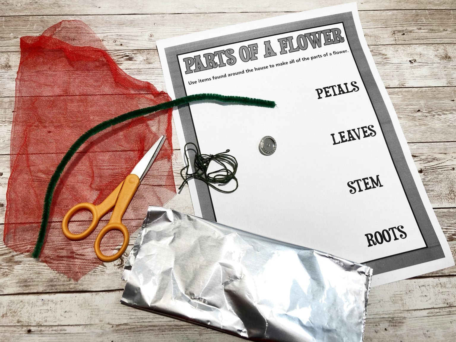 Parts of a Plant Activity - Little Bins for Little Hands