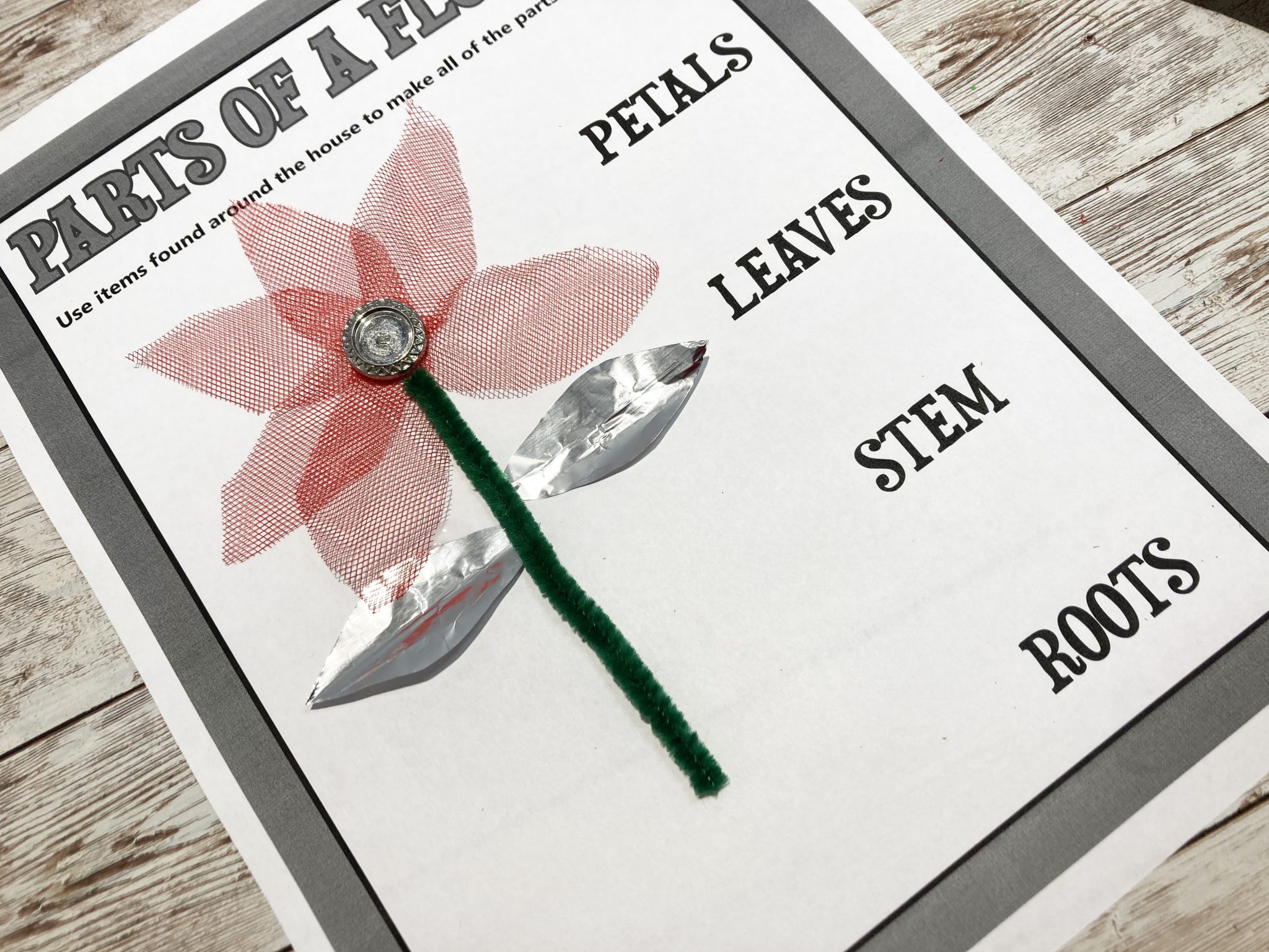 Parts of a Plant Activity - Little Bins for Little Hands