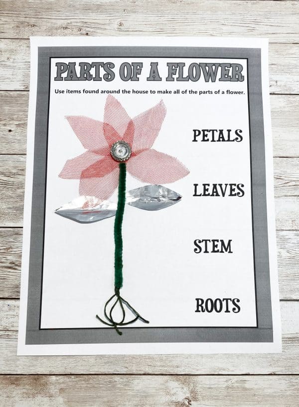 Parts of a Plant Activity - Little Bins for Little Hands