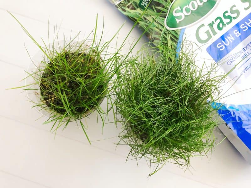 Growing Grass In A Cup - Little Bins for Little Hands