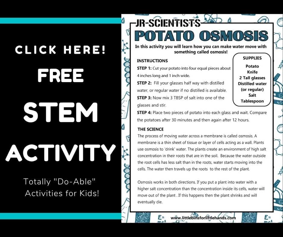 Potato Osmosis Lab | Little Bins for Little Hands