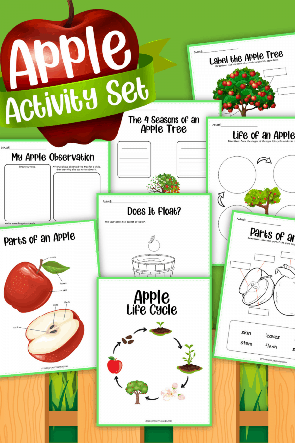 Apple Life Cycle Activities - Little Bins for Little Hands