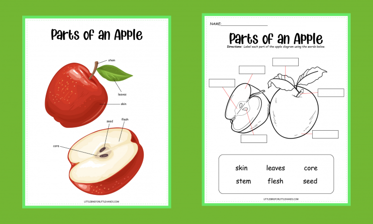 Apple Life Cycle Activities - Little Bins for Little Hands