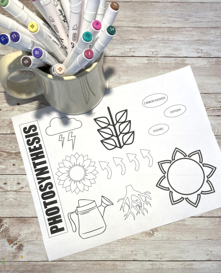 Steps of Photosynthesis for Kids - Little Bins for Little Hands
