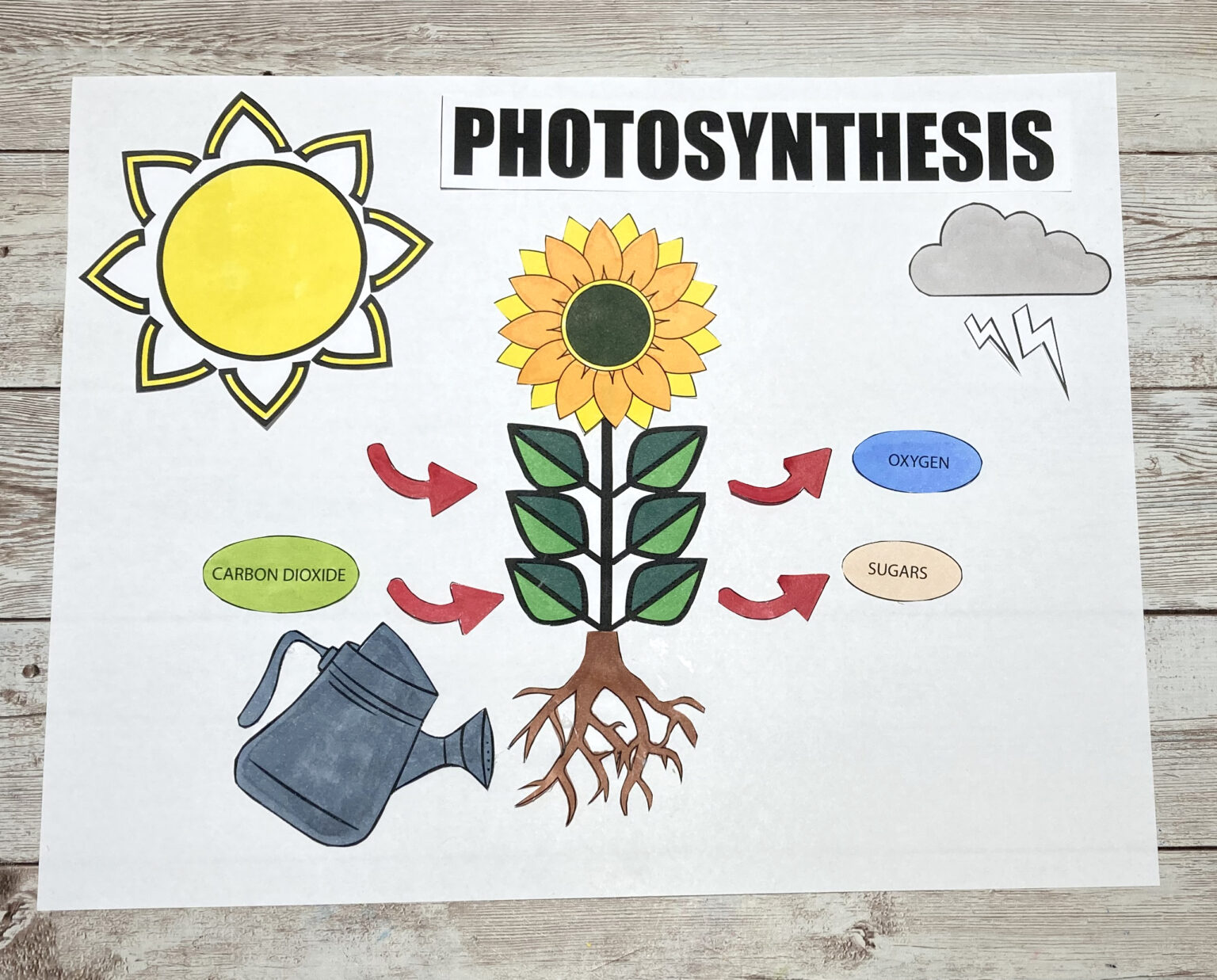 Steps of Photosynthesis for Kids - Little Bins for Little Hands