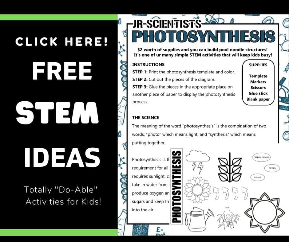 Steps of Photosynthesis for Kids - Little Bins for Little Hands