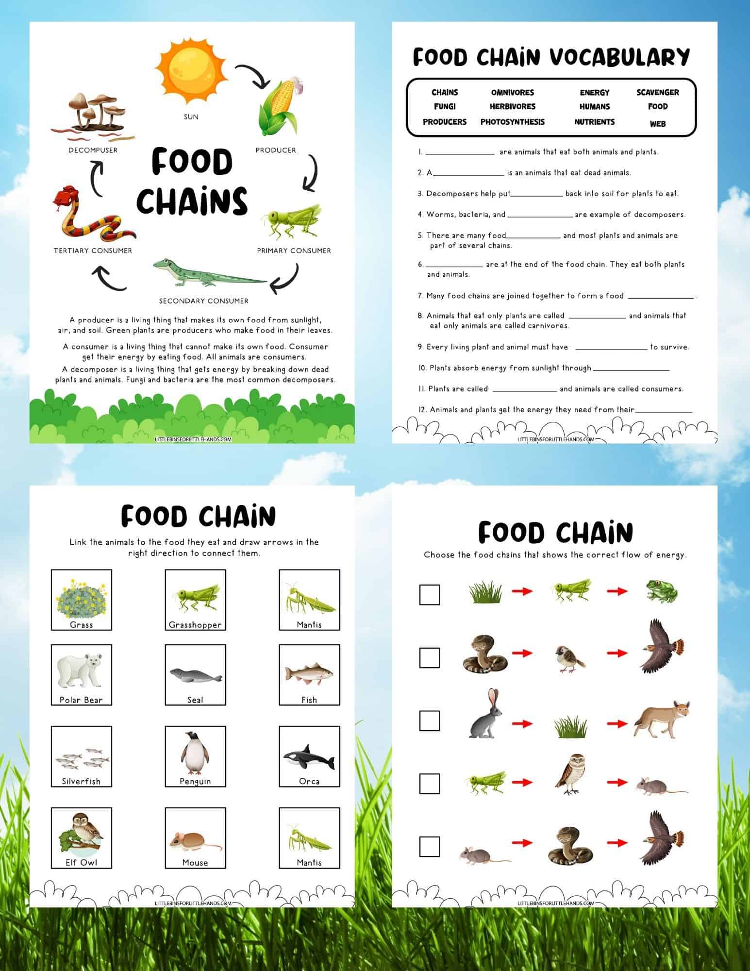 Food Chain Worksheets - Little Bins for Little Hands