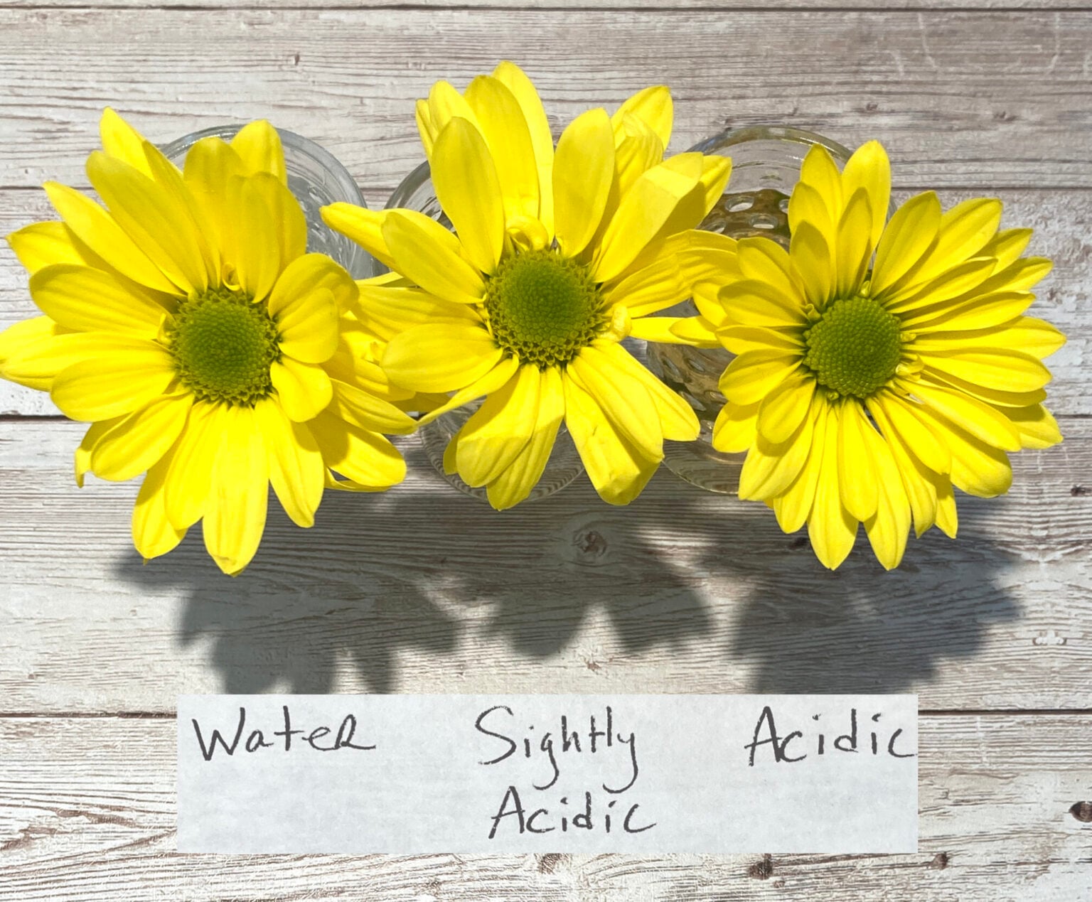 Acid Rain Experiment for Kids (Easy Science Project with Flowers)
