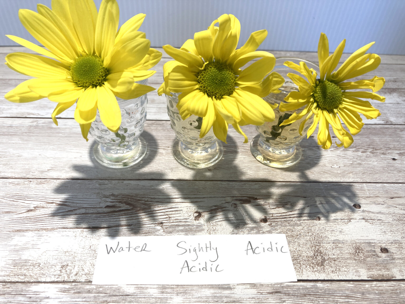 Acid Rain Experiment for Kids (Easy Science Project with Flowers)