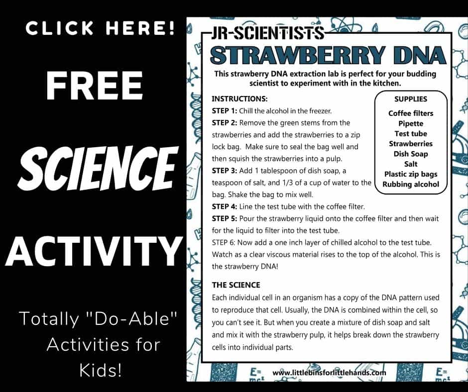 How To Extract DNA From Strawberries - Little Bins for Little Hands