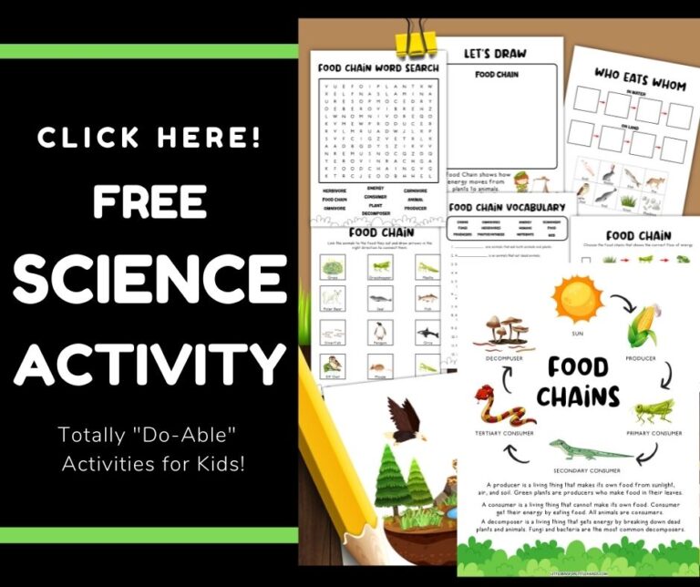 Food Chain Worksheets - Little Bins for Little Hands