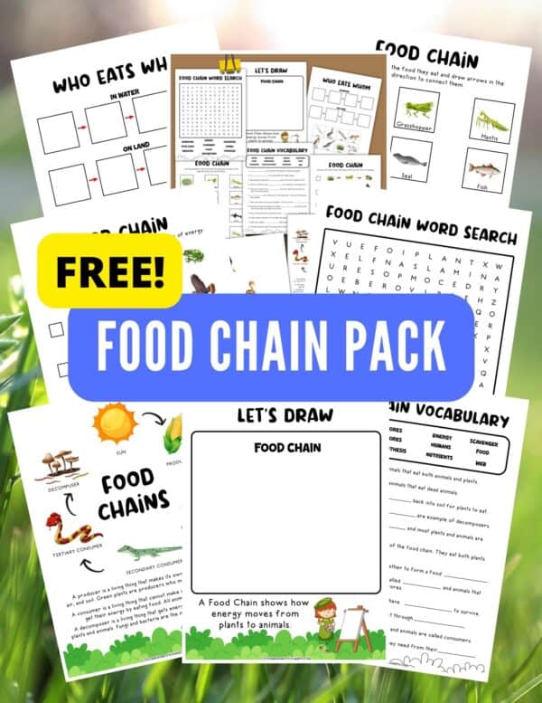 Food Chain Worksheets - Little Bins for Little Hands