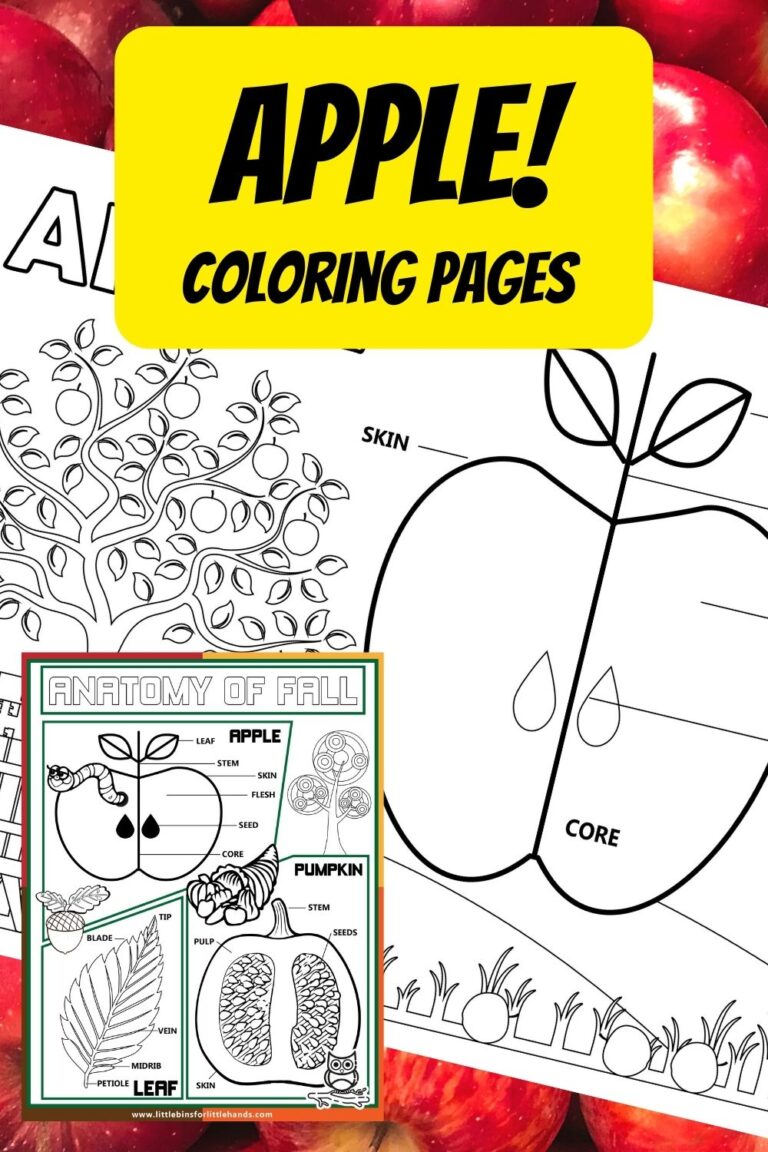 Parts Of An Apple Printable - Little Bins for Little Hands