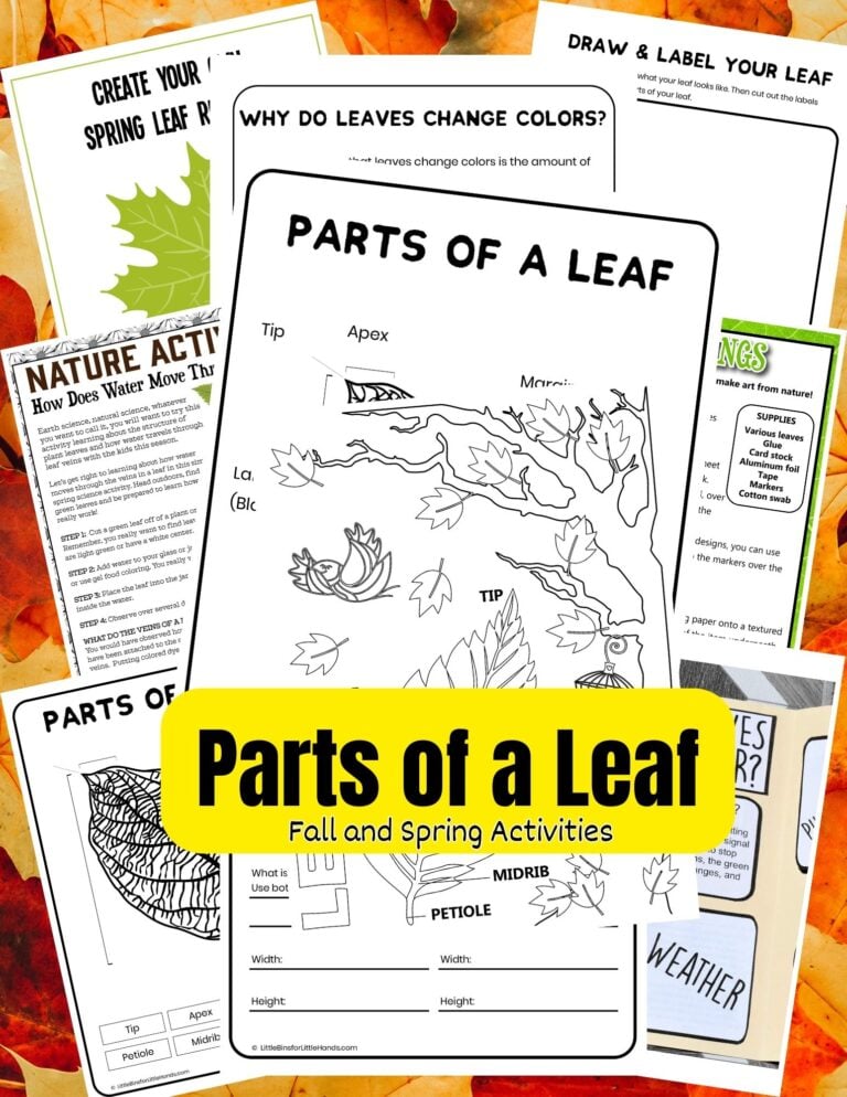 Parts of a Leaf - Little Bins for Little Hands