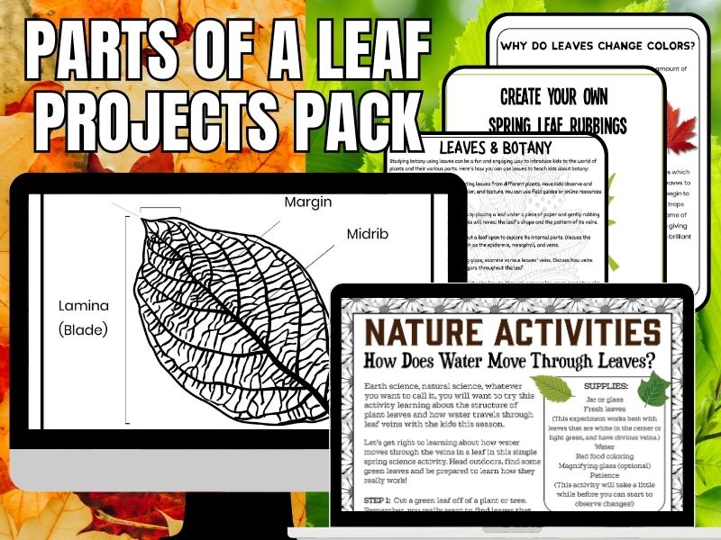Leaf Rubbing Activity - Little Bins for Little Hands