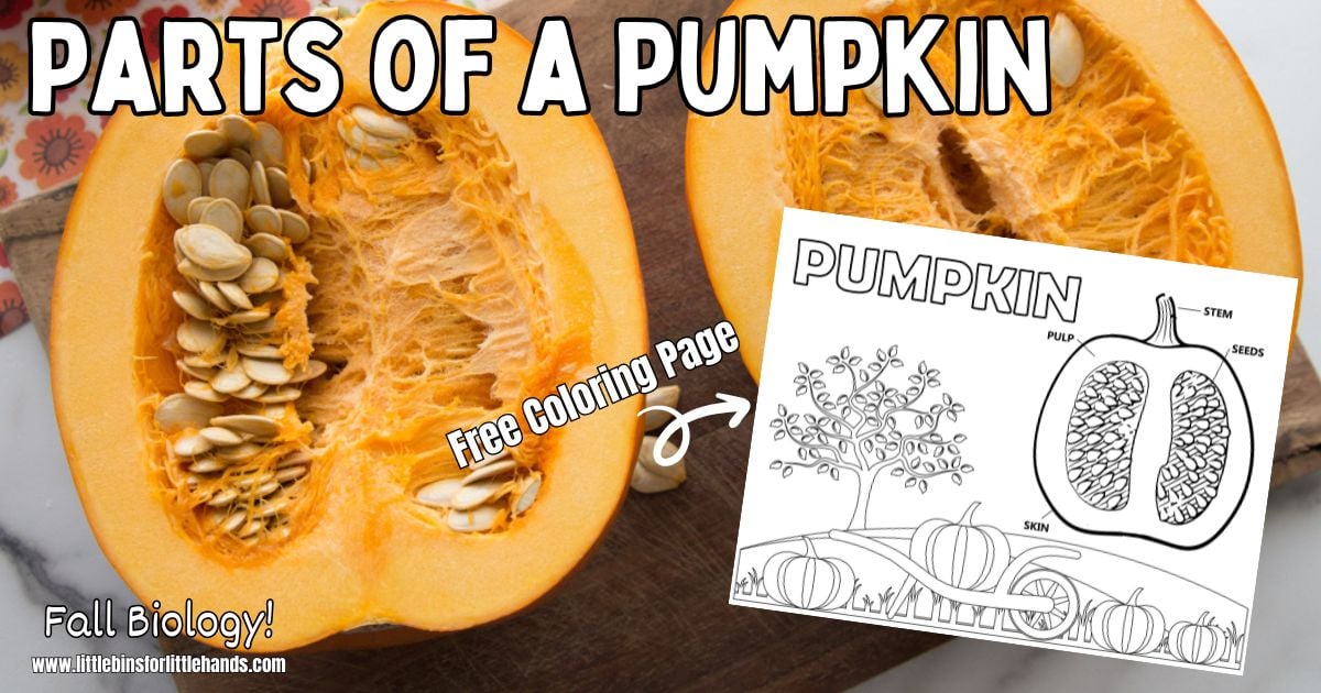 Parts of a Pumpkin (Free Printable Diagram & Worksheet) - Little Bins ...