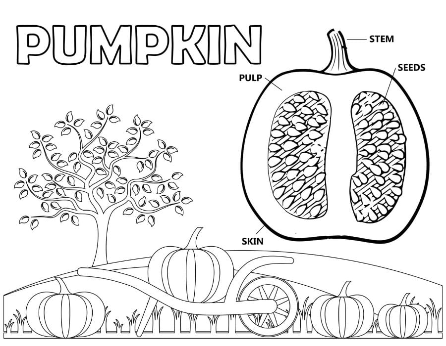 Parts of a Pumpkin (Free Printable Diagram & Worksheet) - Little Bins ...