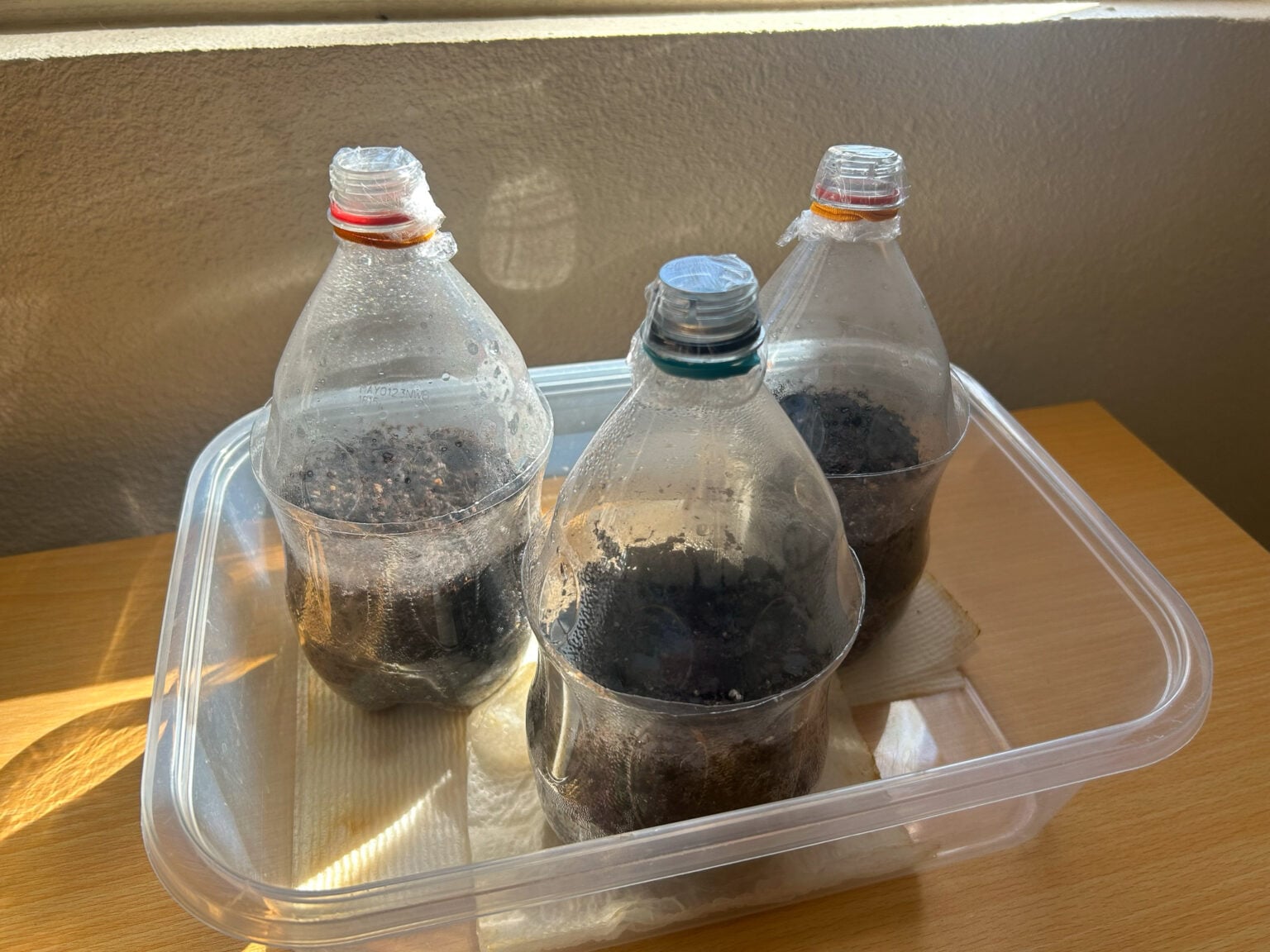 Build A Greenhouse From Plastic Bottles - Little Bins for Little Hands