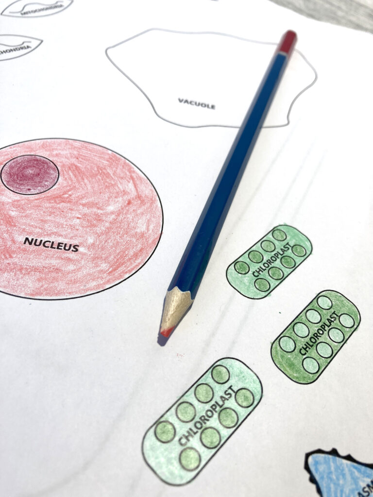 Plant Cell Coloring Activity - Little Bins for Little Hands