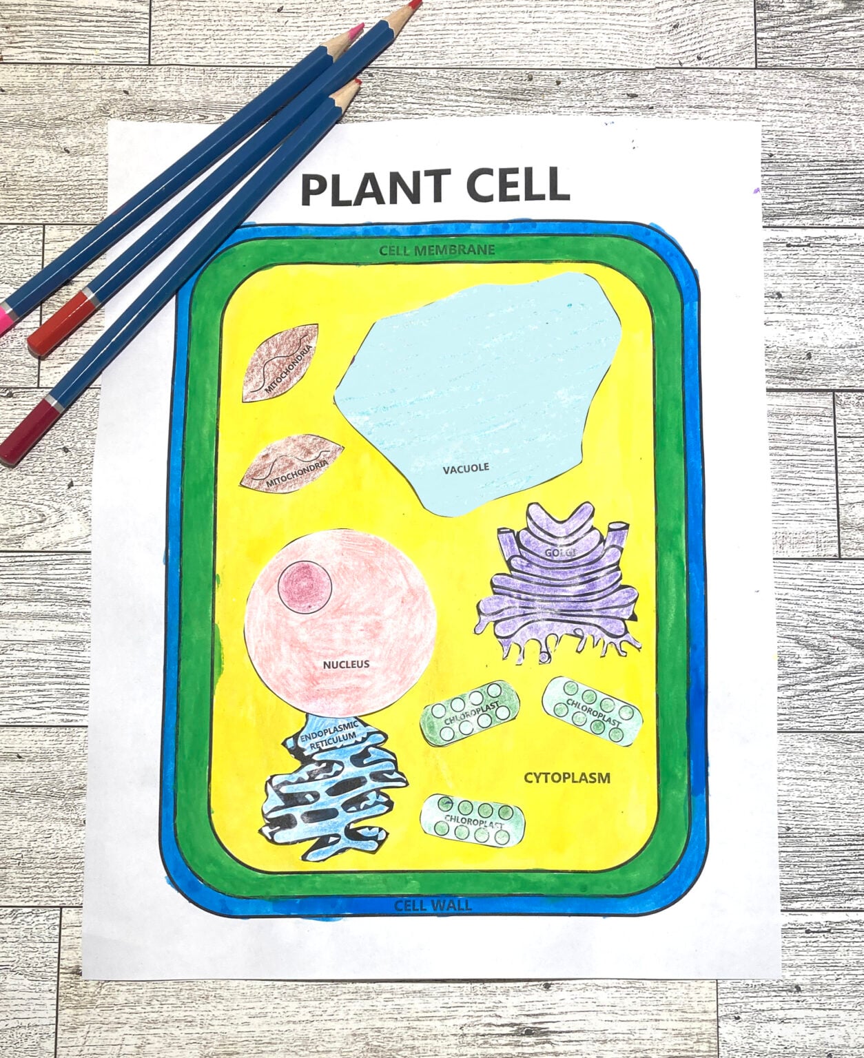 Plant Cell Coloring Activity - Little Bins for Little Hands