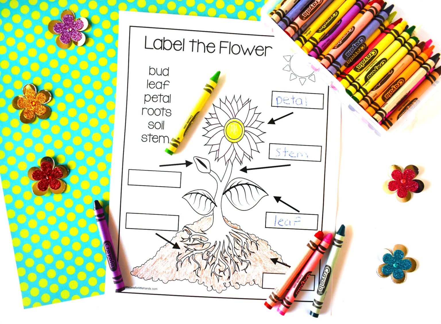 Parts of a Flower for Kids - Little Bins for Little Hands