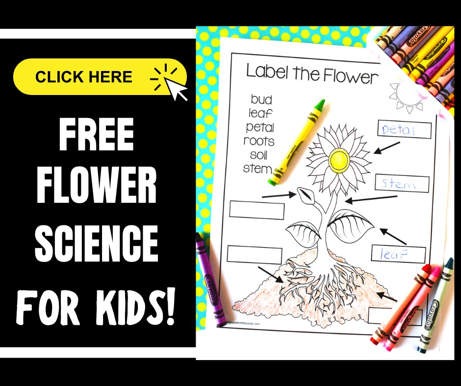 Parts of a Flower for Kids - Little Bins for Little Hands