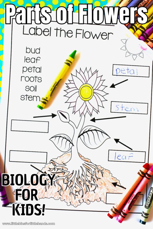Parts of a Flower for Kids - Little Bins for Little Hands
