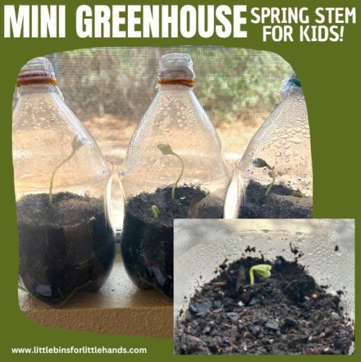 20 Hands-on Biology Activities For Kids - Little Bins for Little Hands