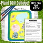 Plant Growth Experiment for Kids