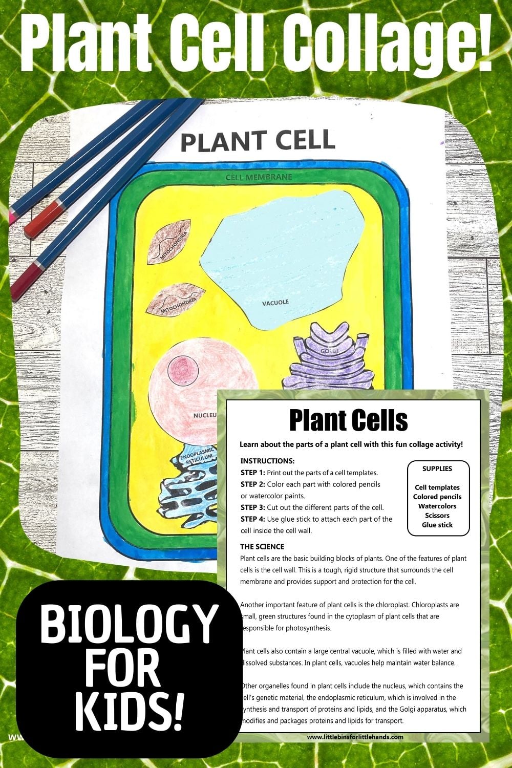 Plant Cell Coloring Activity - Little Bins for Little Hands