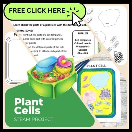 Plant Cell Coloring Activity - Little Bins for Little Hands