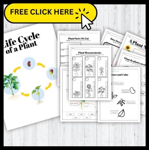 Life Cycle Worksheets - Little Bins for Little Hands