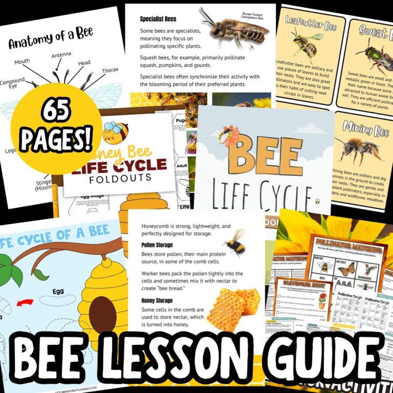 Life Cycle of a Bee - Little Bins for Little Hands