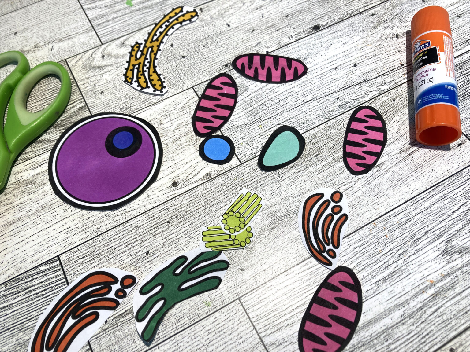 Animal Cell Coloring Sheet - Little Bins for Little Hands