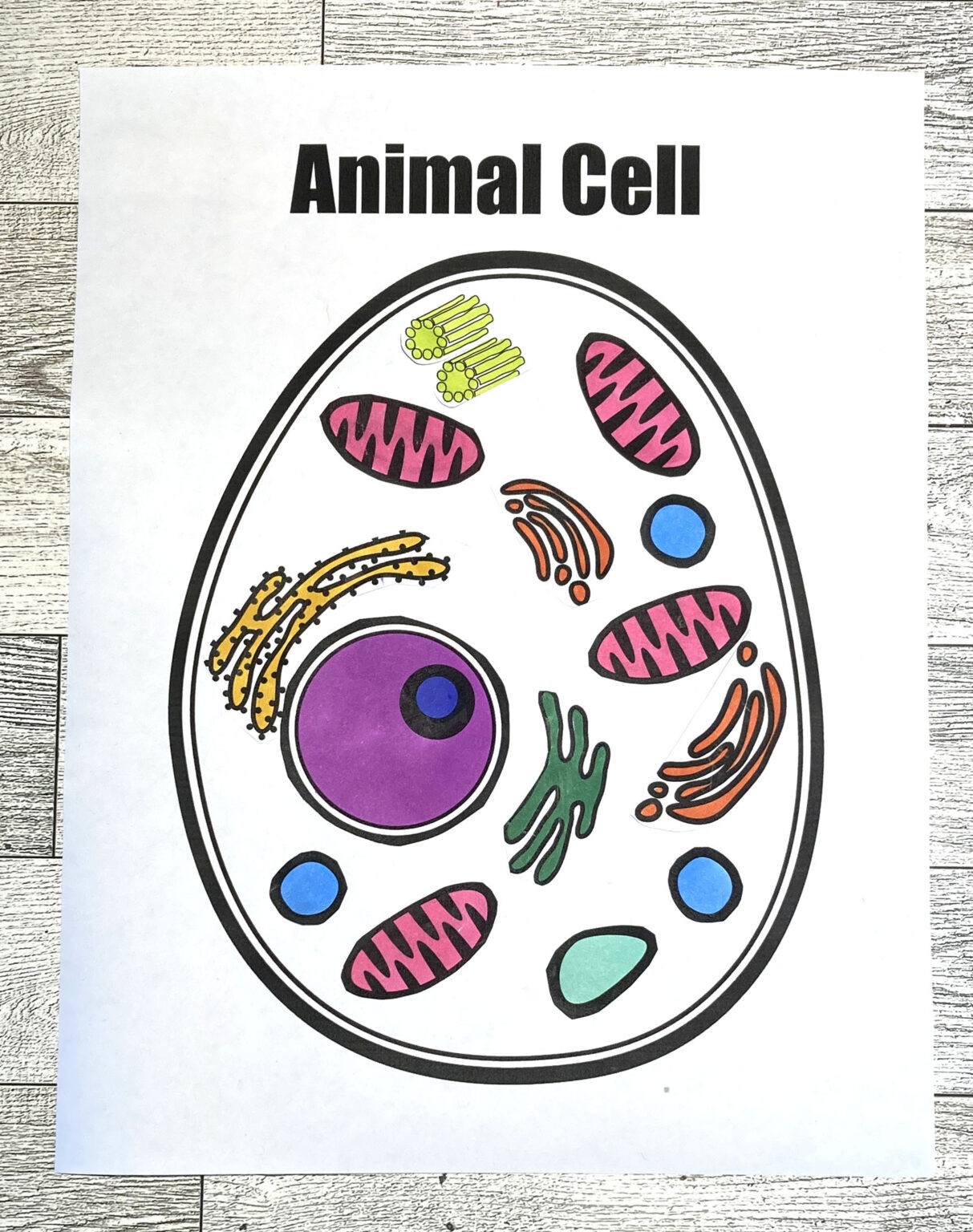 Animal Cell Coloring Sheet - Little Bins for Little Hands